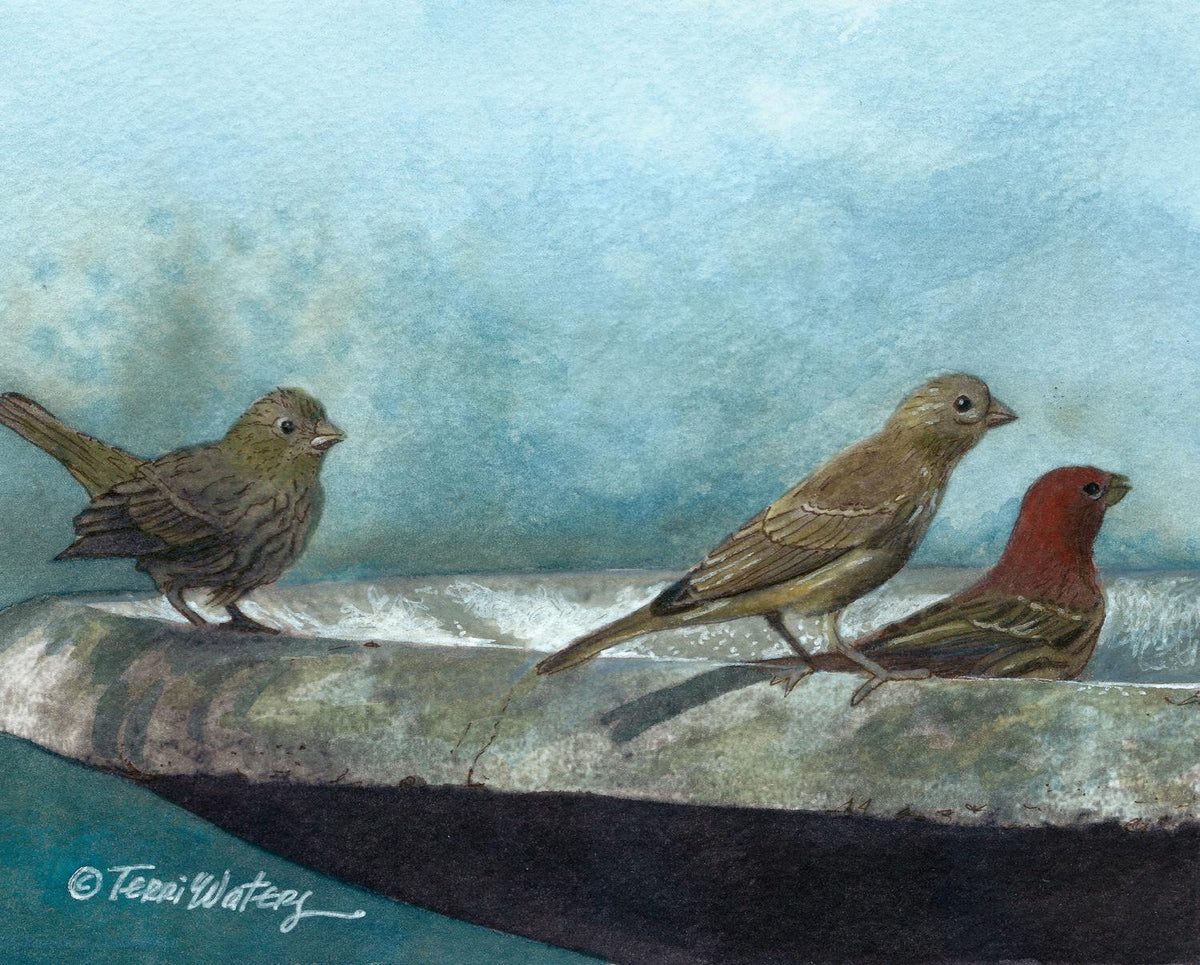 The Birdbath - Watercolor – Terri Waters Gallery